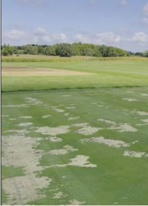 How To Use Wetting Agents To Fix Localized Dry Spot